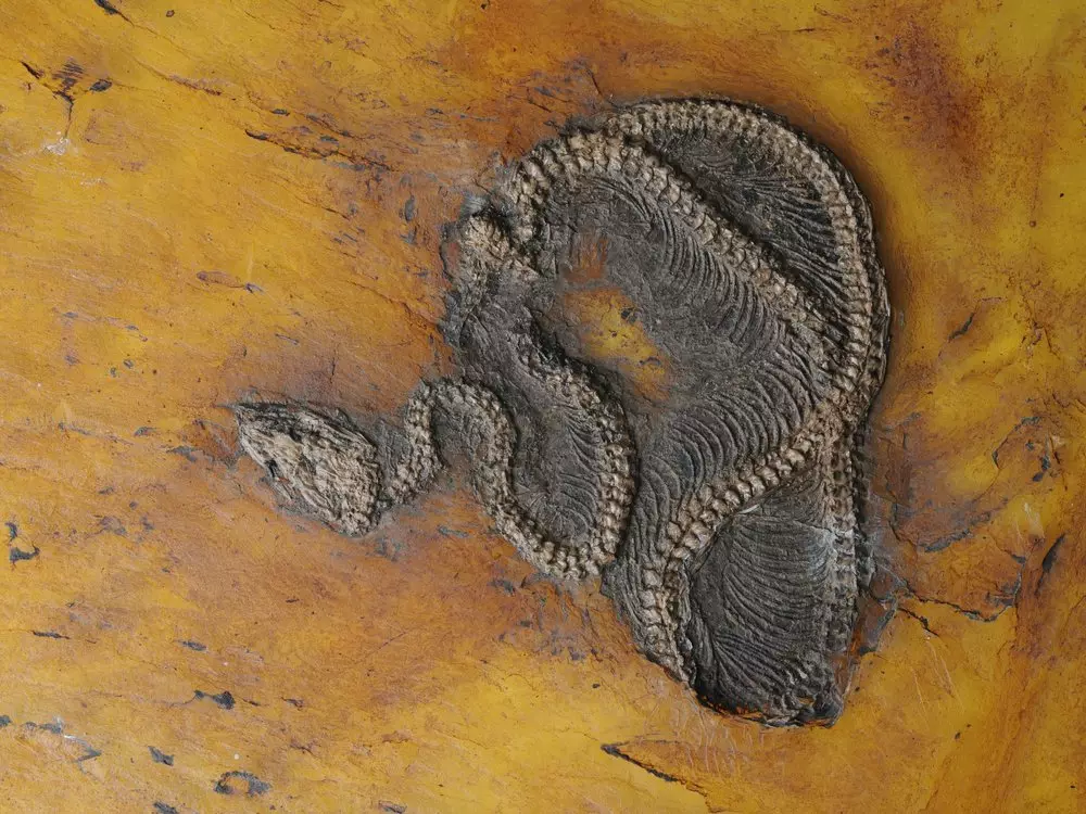 Eldste pythonfossil noensinne funnet i Europa