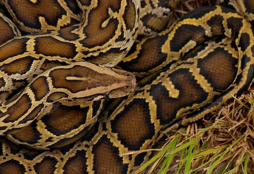 Foto close-up saka python Burma ing suket. Iku coiled munggah ing suket, lan wis splotches coklat peteng ing sisik coklat cahya.