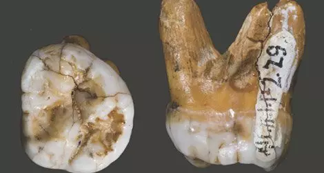 Izinyo le-molar le-Denisovan