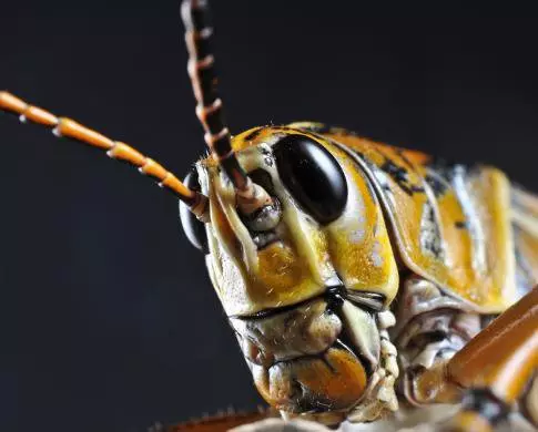 Et brunt og sort insekt med antenner.