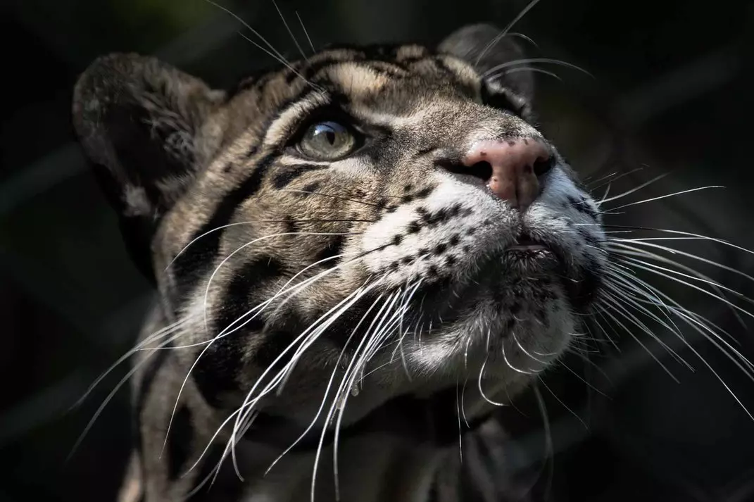 Leopardo veidas.