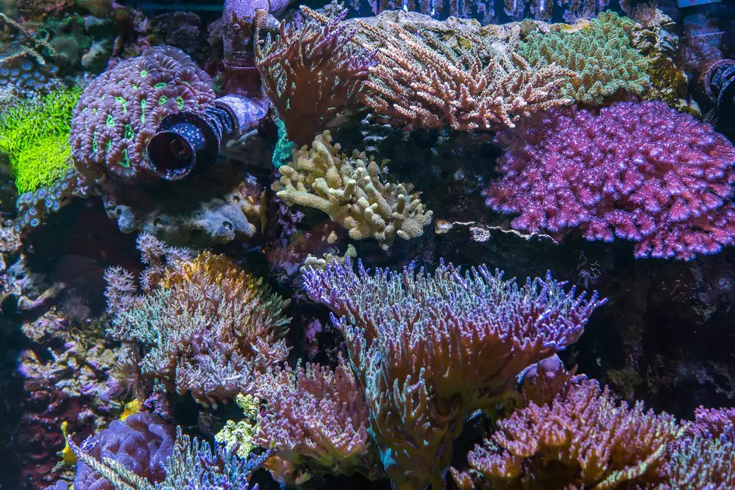 Canlı mercan resifi.