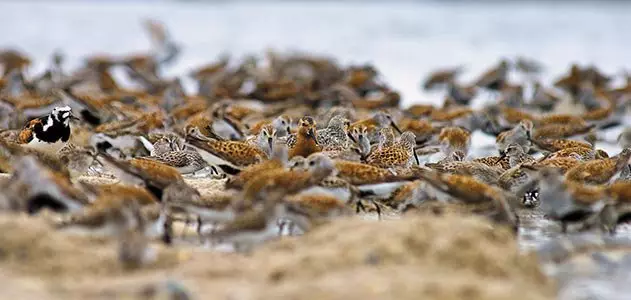 Red knots muDelaware Bay