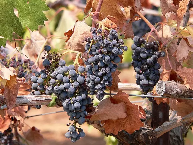 वाइन क्षेत्र के विशिष्ट स्वाद के लिए सूक्ष्मजीव जिम्मेदार हो सकते हैं