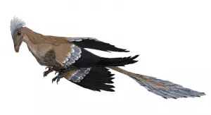 Ao amin'ny andilany daholo izany: ny Microraptor Dinosaur Feathered