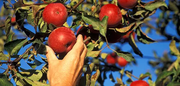 Калифорниските насади со јаболка што исчезнуваат