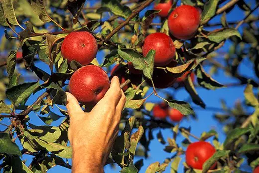 Kalifornské mizející jablkové sady 8302_3