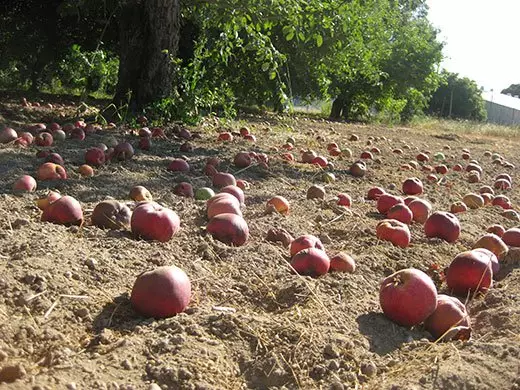 Kalifòni yo disparèt Apple Orchards 8302_4