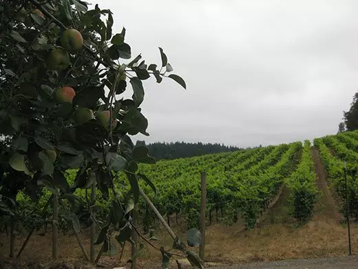 Kalifornje syn ferdwine Apple Orchards 8302_5