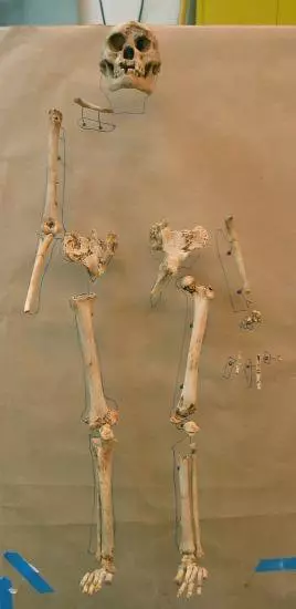 Eng Replika vun engem partielle Set vun Homo floresiensis Schanken gemaach vum 3-D Drécker.