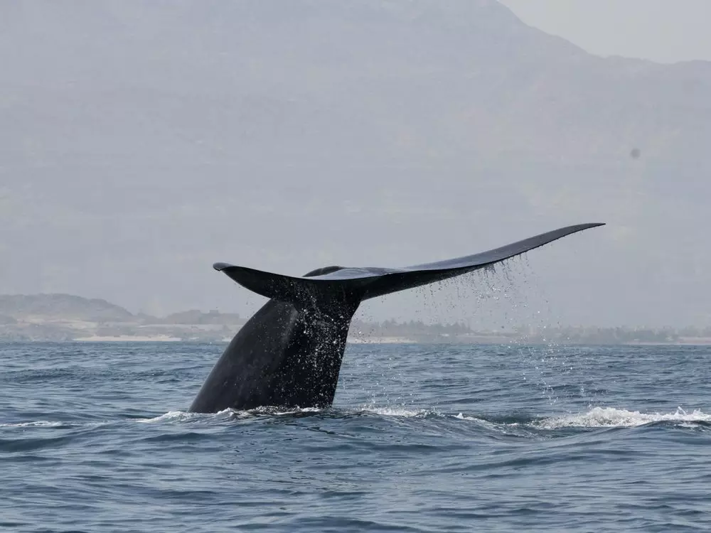 מדענים מצותתים לאוכלוסיה חדשה של לווייתנים כחולים שרים באוקיינוס ההודי