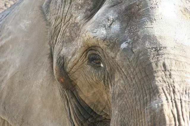 Forskare fångade av misstag ljudet av tjuvskyttar som dödade en elefant, och det är väldigt, väldigt sorgligt