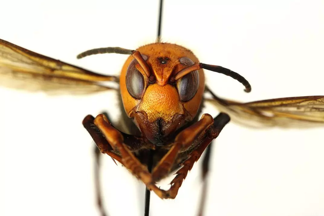 vespa gigante asiática
