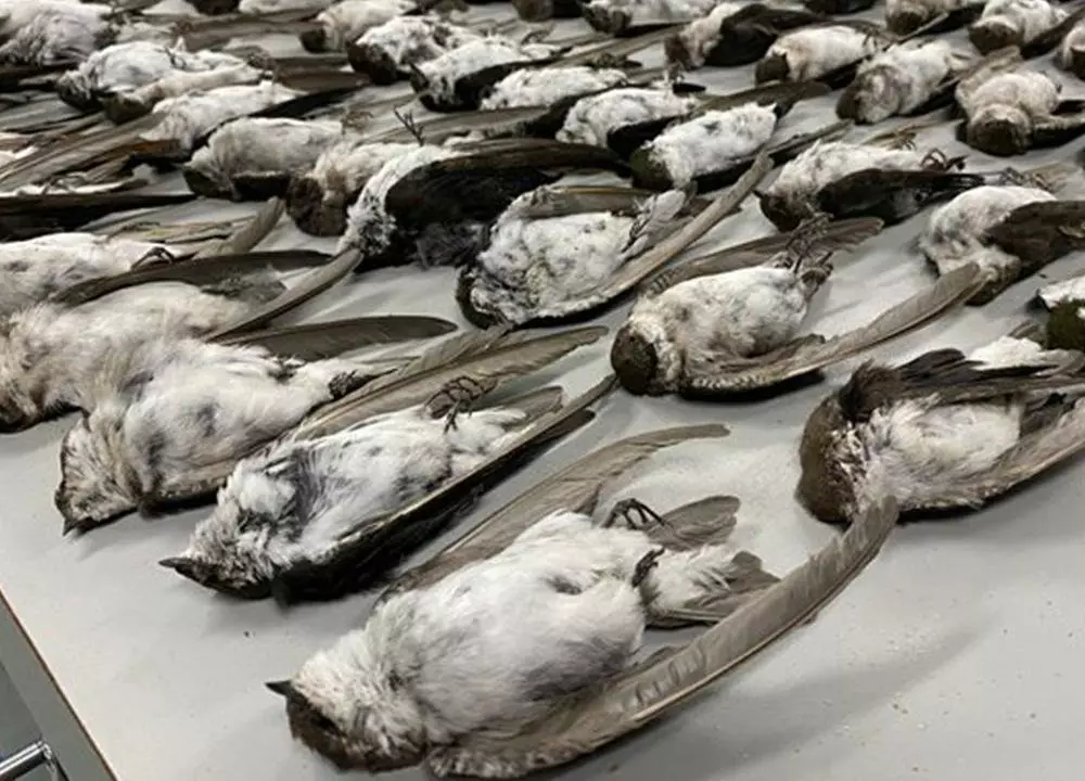 Mrtví ptáci v muzeu v Novém Mexiku