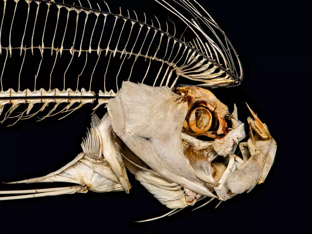 Kostra ryby s obrovskou vyčnievajúcou čeľusťou, ktorá vyzerá divoko; nad hlavou sa mu tiahne veľká plutva z jemných kostí