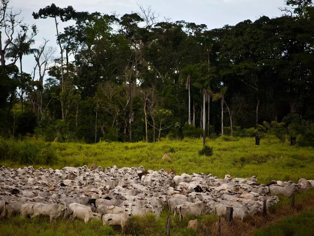 Pendudukan ilegal atas tanah Pemerintah Amazon Brasil dengan ternak