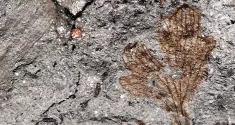 Dies könnte die älteste blühende Pflanze sein, die jemals in Nordamerika gefunden wurde