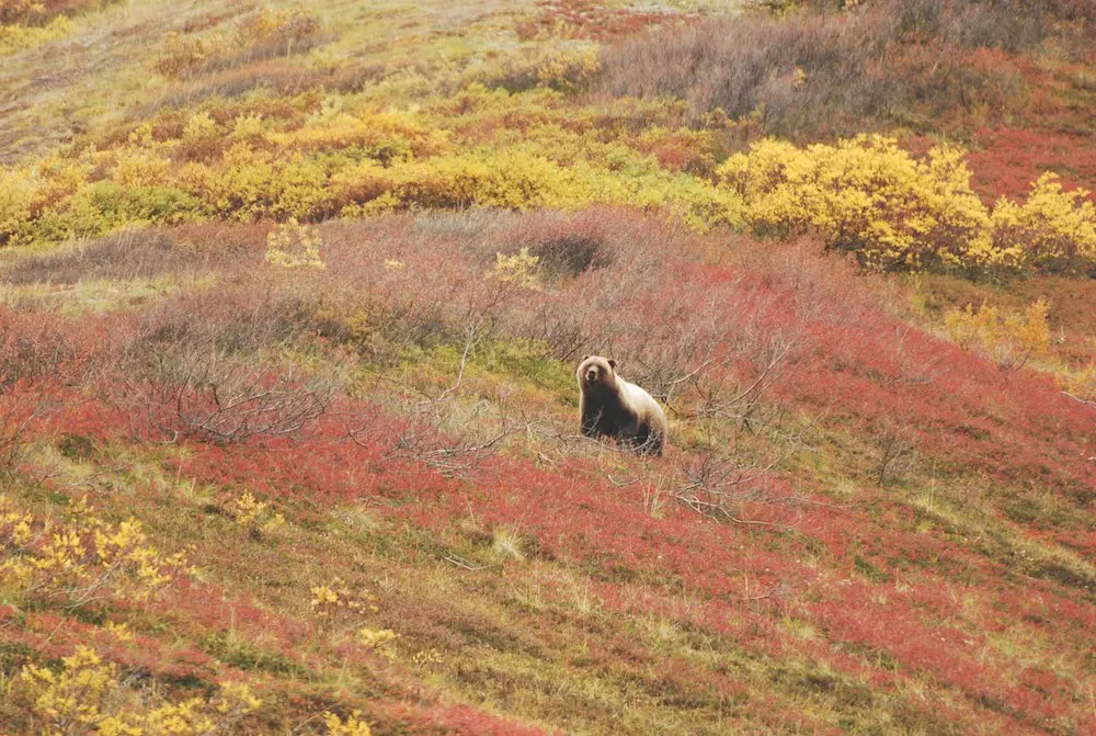 Foto Offrono uno sguardo agli angoli selvaggi del Parco Nazionale più settentrionale d'America