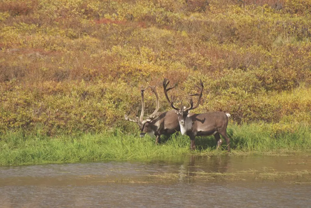 Billeder giver et indblik i de vilde hjørner af Amerikas nordligste nationalpark 8409_9