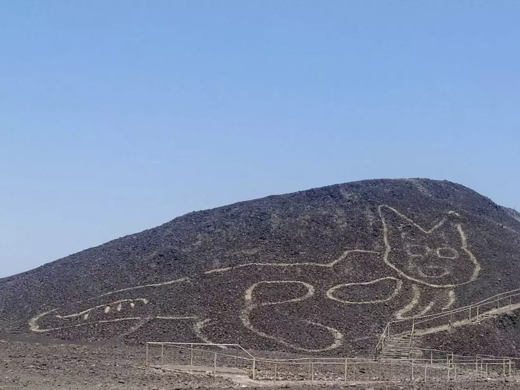 ကြောင်ကိုပုံဖော်သည့် Nazca လိုင်း