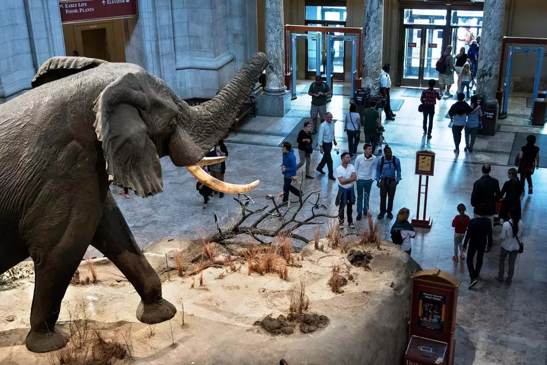 Gajah di Museum Sejarah Alam rotunda