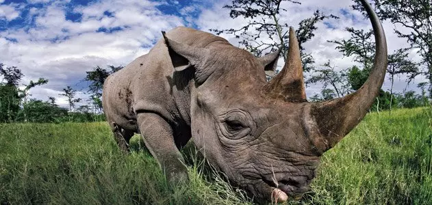 Czarny nosorożec w Kenii