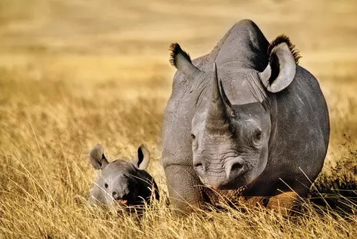 Obrona nosorożca 8461_11
