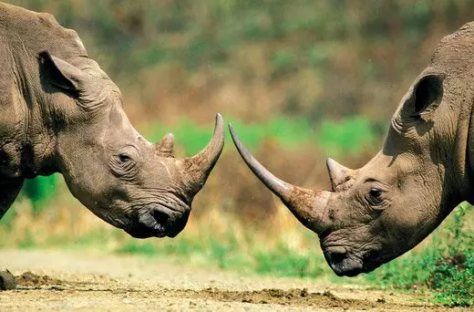 Defendendo o Rinoceronte 8461_12