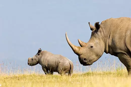 Defending the Rhino 8461_16