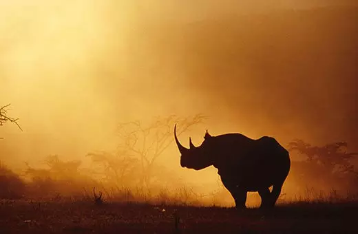Защита на носорога 8461_17