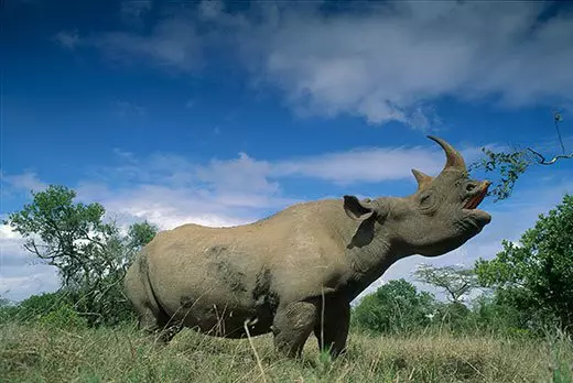 Miaro ny Rhino 8461_18