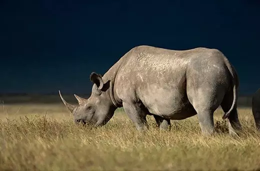Defendendo o Rinoceronte 8461_19