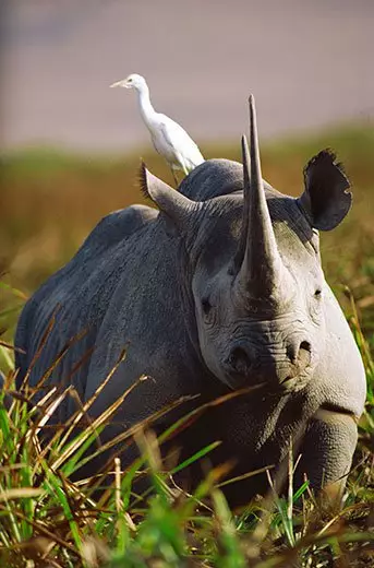 Duke mbrojtur rinocerontin 8461_20
