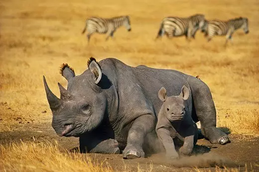 Duke mbrojtur rinocerontin 8461_21