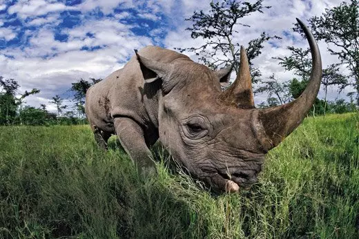 ປ້ອງກັນ Rhino ໄດ້ 8461_3