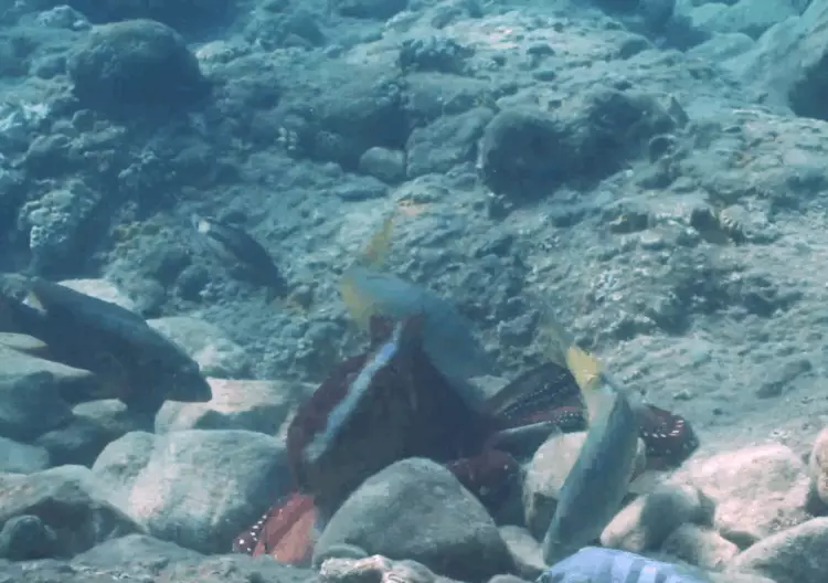 Гифка на октопод сред скали в долния ляв ъгъл, който се появява, за да удари риба, докато минава покрай нея