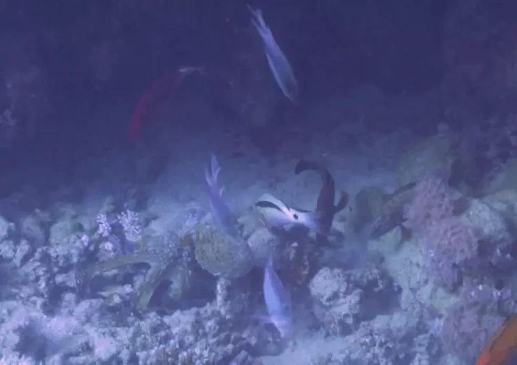 Një gif i një oktapodi të kamufluar në shkëmb dhe bimësi duke kërcyer një peshk duke notuar përpara