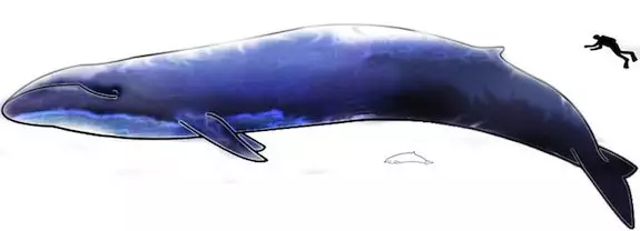 Wani lokaci Blue Whales suna jujjuya ganga yayin da suke ci