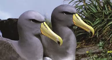 albatrosu sugas
