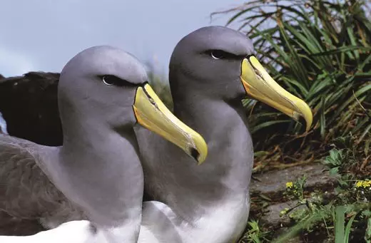 Apbrīnojamie albatrosi 8485_3