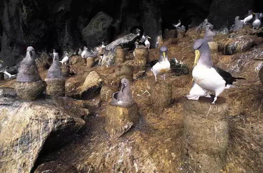 Hämmästyttävät albatrossit 8485_5