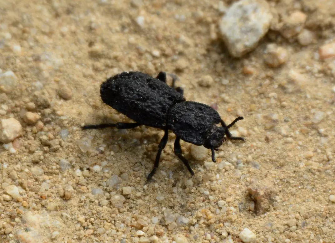 Un gândac diabolic Ironclad se află cu fața în colțul din dreapta jos al imaginii, în timp ce se grăbește pe pietriș. Fotografiat în Irvine, CA.