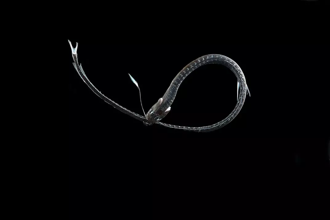 Pe un fundal negru, un dragon negru din Pacific este încolăcit ca un șarpe.