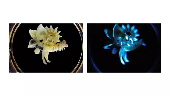 Gündüzleri fotoğraflanan parşömen tüp solucanı, sarımsı bir renk tonu (solda) ve geceleri mavimsi bir parıltı (sağda) gösteriyor