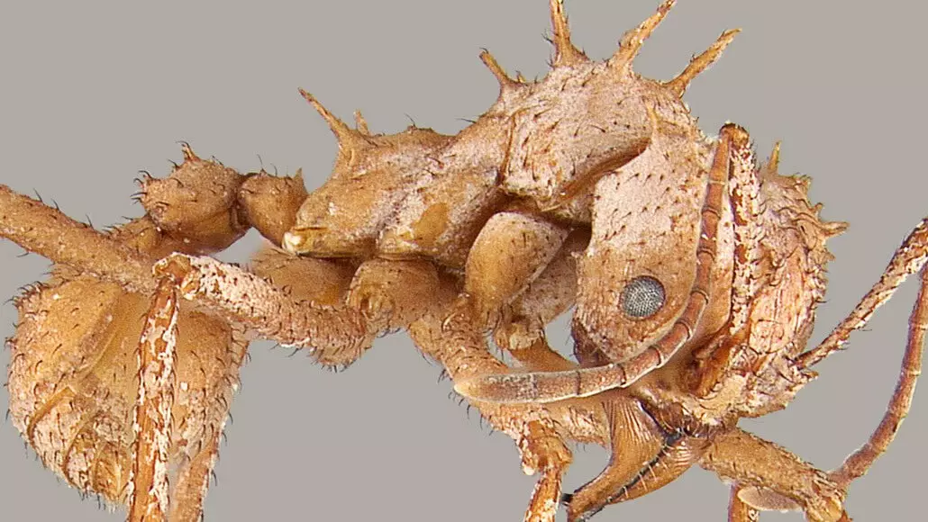 Snímka s vysokým rozlíšením minerálneho povlaku mravca strihača listov pokrývajúceho jeho exoskelet