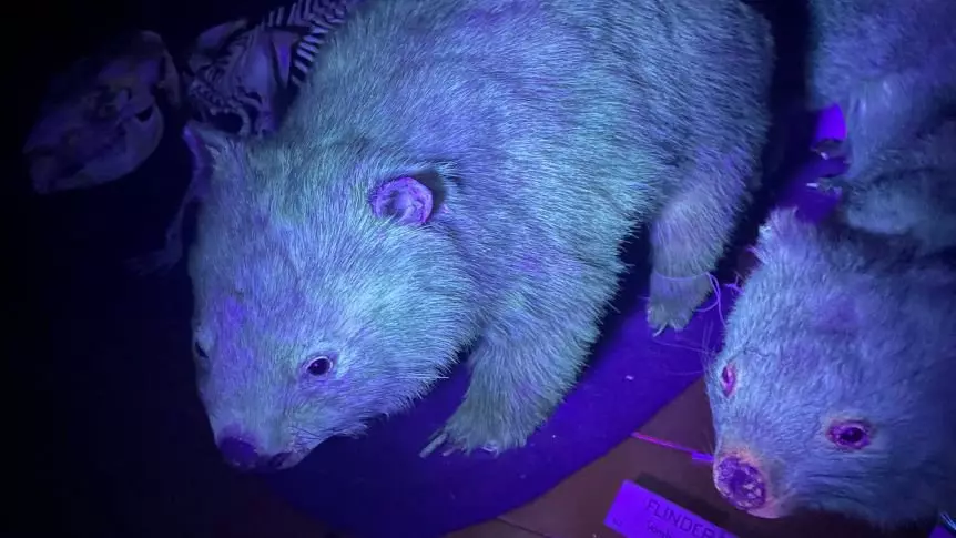 Wombats thiab Tasmanian dab ntxwg nyoog ci nyob rau hauv ultraviolet teeb
