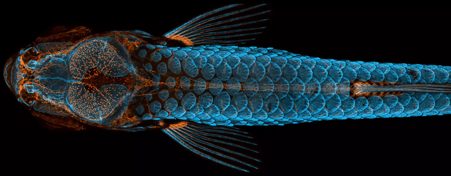 Nuo zebrafish iki nailoninių kojinių – žiūrėkite šių metų mažojo pasaulio fotografijos nugalėtojus 849_1