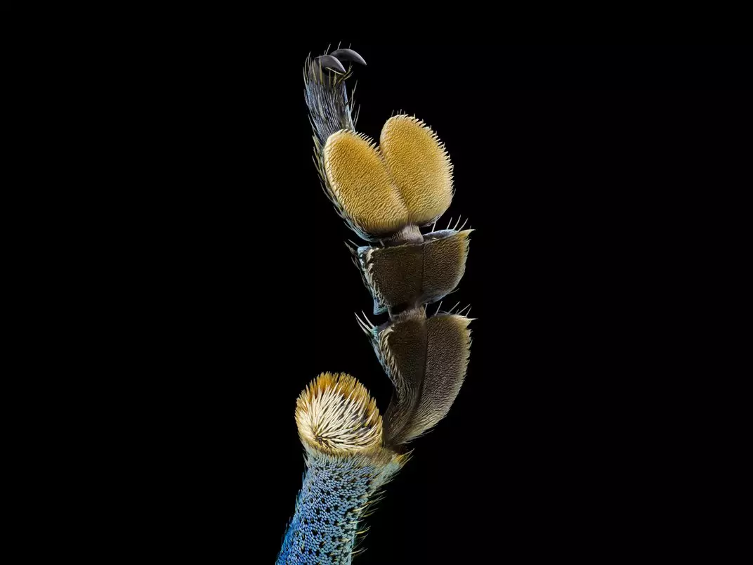 Sebrakalast nailonist sukkadeni – vaadake selle aasta väikese maailma fotograafia võitjaid 849_16