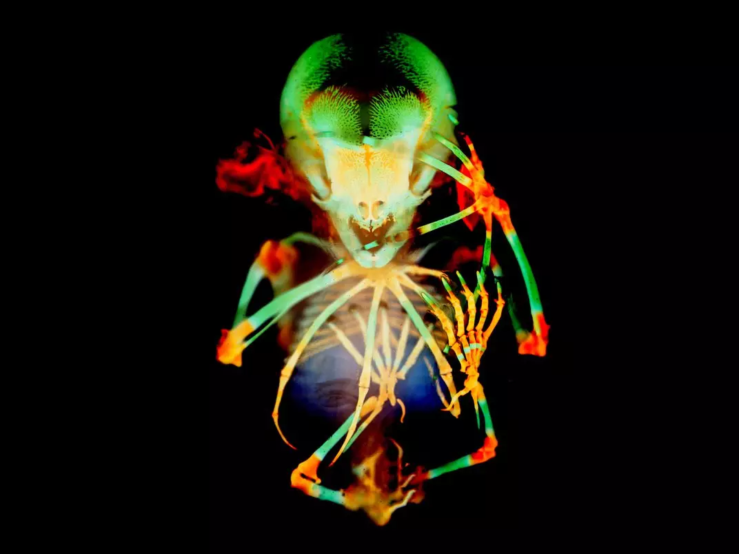 На цьому зображенні зображений скелет ембріона летючого миша, звернений до глядача, яскраво-зелений та оранжевий