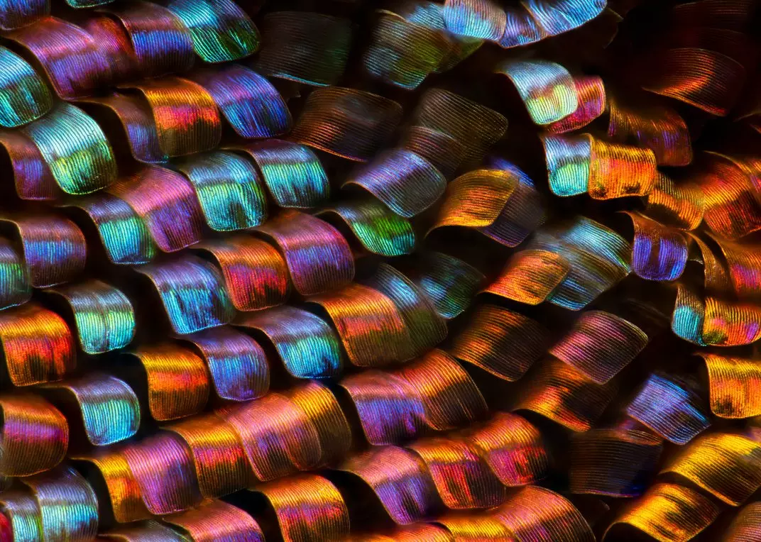 Sebrakalast nailonist sukkadeni – vaadake selle aasta väikese maailma fotograafia võitjaid 849_8
